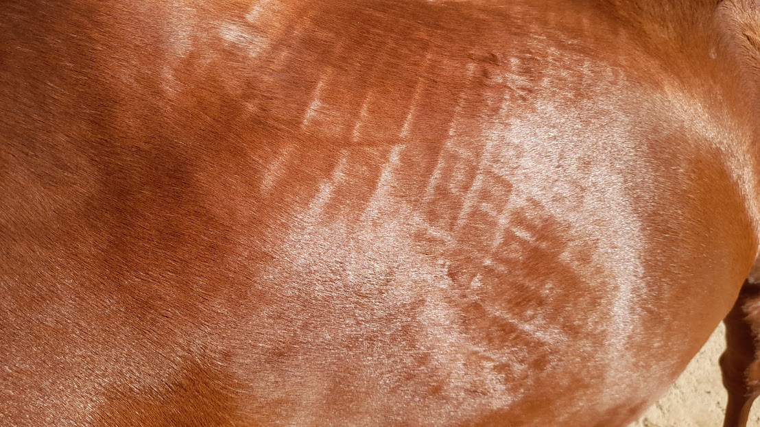 Coxy Horse Sudadero Modelo 2024.